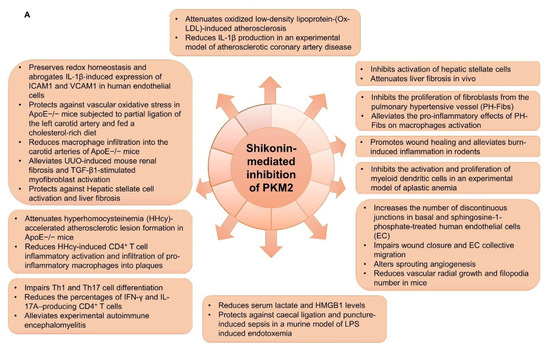 The Role of PKM2 in Metabolic Reprogramming: Insights into the Regulatory Roles of Non-Coding RNAs
