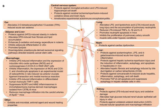 The Role of PKM2 in Metabolic Reprogramming: Insights into the Regulatory Roles of Non-Coding RNAs
