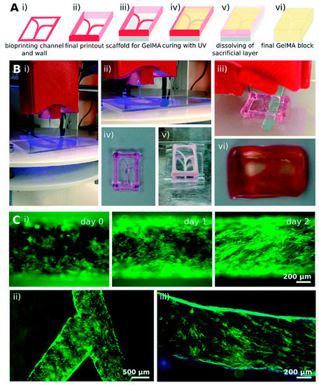 Advanced Multi-Dimensional Cellular Models as Emerging Reality to ...