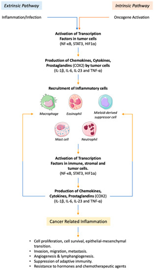 The Dark Side of the Force: When the Immune System Is the Fuel of Tumor ...