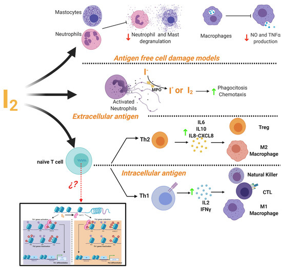 Molecular Iodine Has Extrathyroidal Effects as an Antioxidant ...