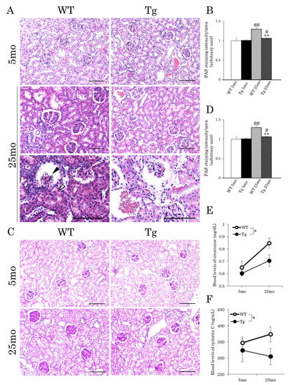 Effects of CREG1 on Age-Associated Metabolic Phenotypes and Renal ...