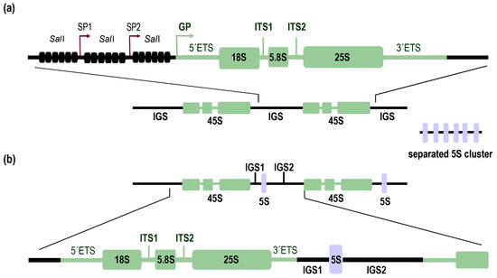 The rDNA Loci—Intersections of Replication, Transcription, and Repair ...