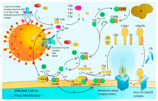 The SARS-Coronavirus Infection Cycle: A Survey of Viral Membrane ...