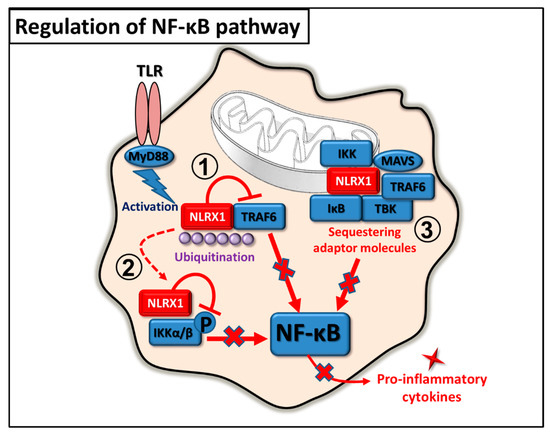 Ijms Free Full Text Focusing On The Cell Type Specific Regulatory