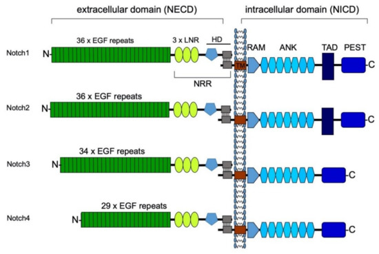 Relevance of Notch Signaling for Bone Metabolism and Regeneration