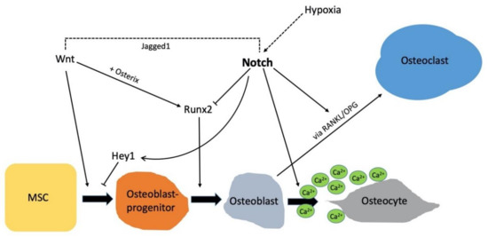 Relevance of Notch Signaling for Bone Metabolism and Regeneration