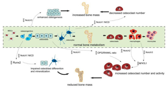 Relevance of Notch Signaling for Bone Metabolism and Regeneration