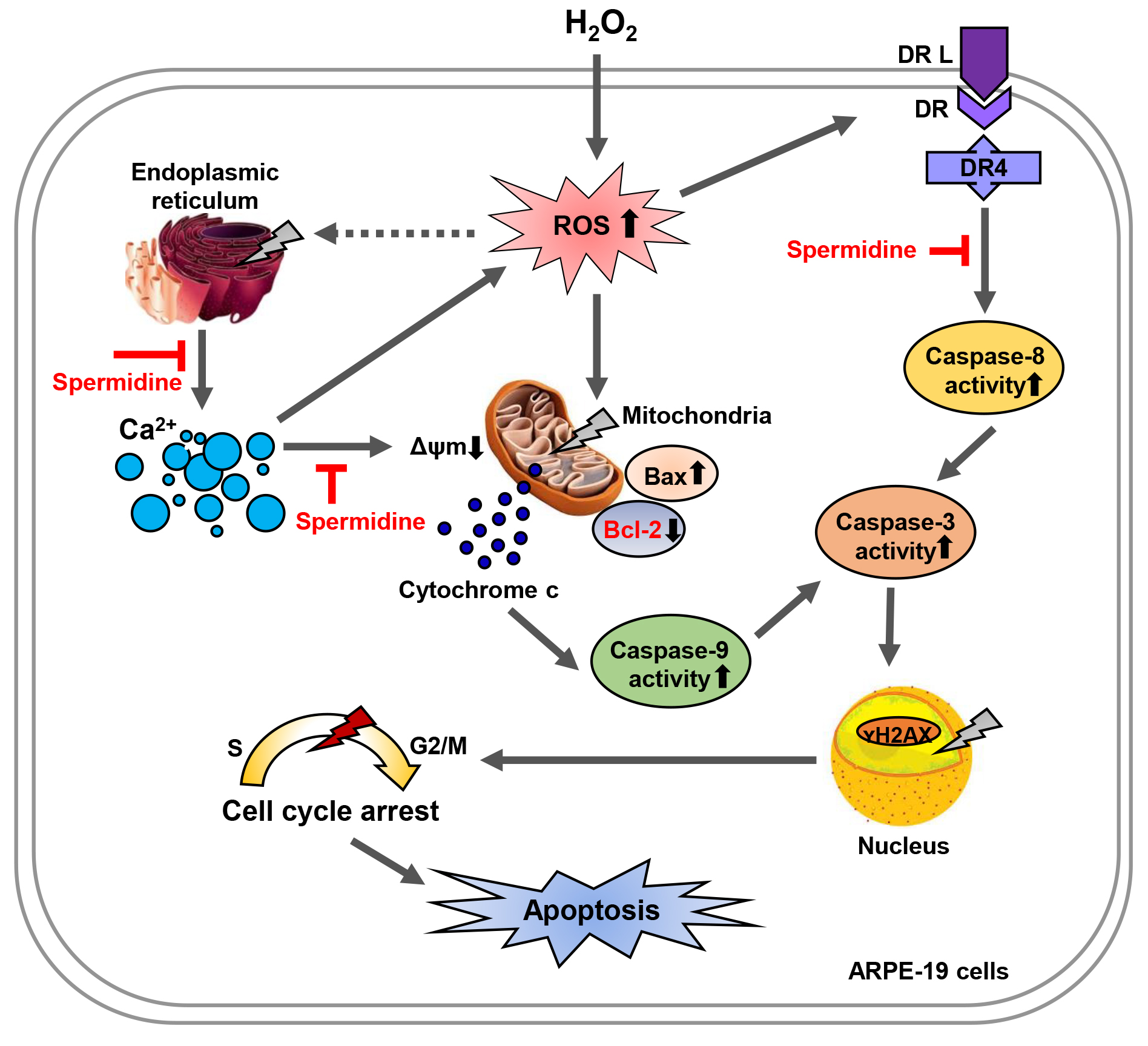 IJMS | Free Full-Text | Spermidine Attenuates Oxidative Stress-Induced ...