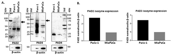 Peptidylarginine Deiminase Inhibitor Application, Using Cl-Amidine ...