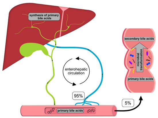 Bile Acids and Microbiota: Multifaceted and Versatile Regulators of the ...