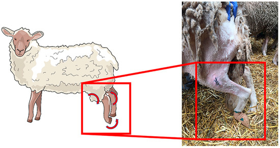 IJMS | Free Full-Text | Establishment of a Sheep Model for Hind Limb ...