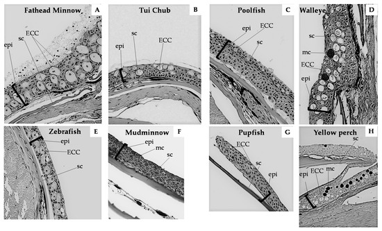 IJMS | Free Full-Text | Epidermal Club Cells in Fishes: A Case for ...