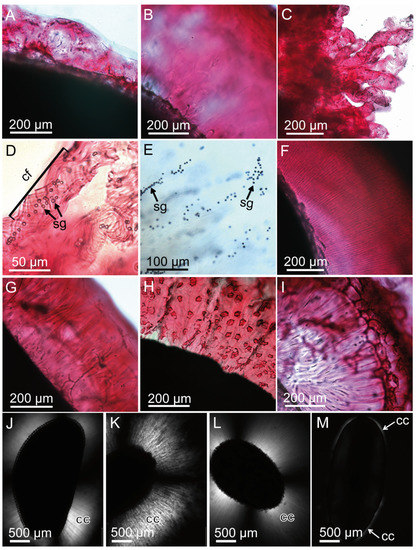 Plant Seed Mucilage as a Glue: Adhesive Properties of Hydrated and ...