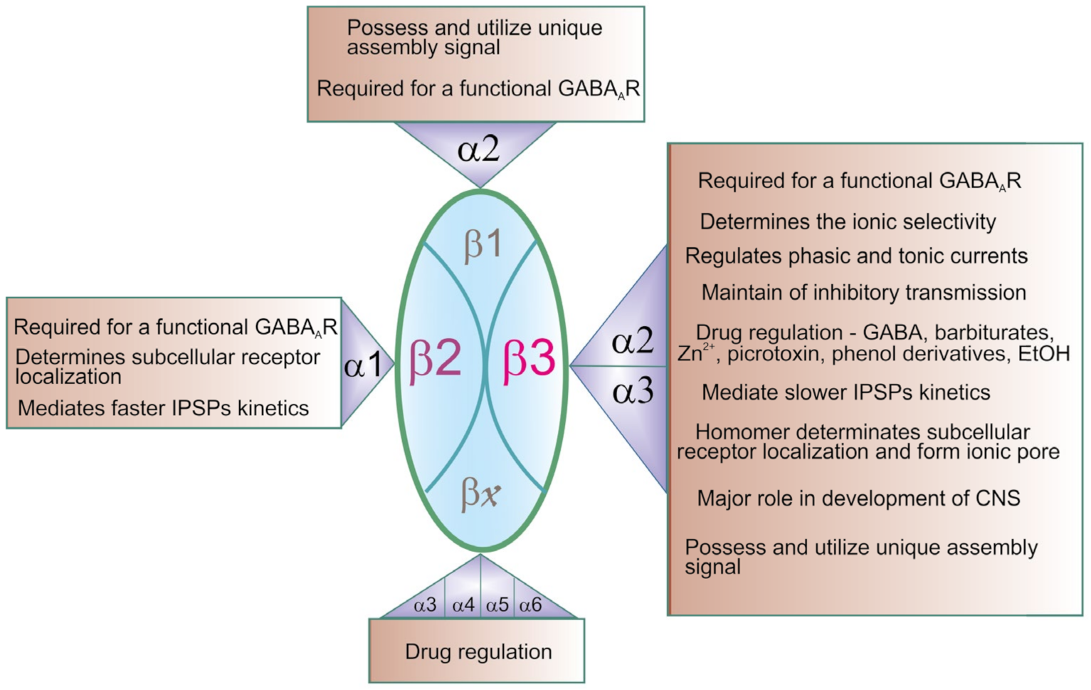 Intricacies of GABAA Receptor Function: The Critical Role of the β3 Subunit in Norm and Pathology