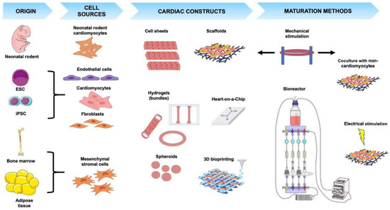 Engineering and Assessing Cardiac Tissue Complexity