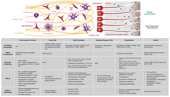 Inflammatory Response Mechanisms of the Dentine–Pulp Complex and the ...