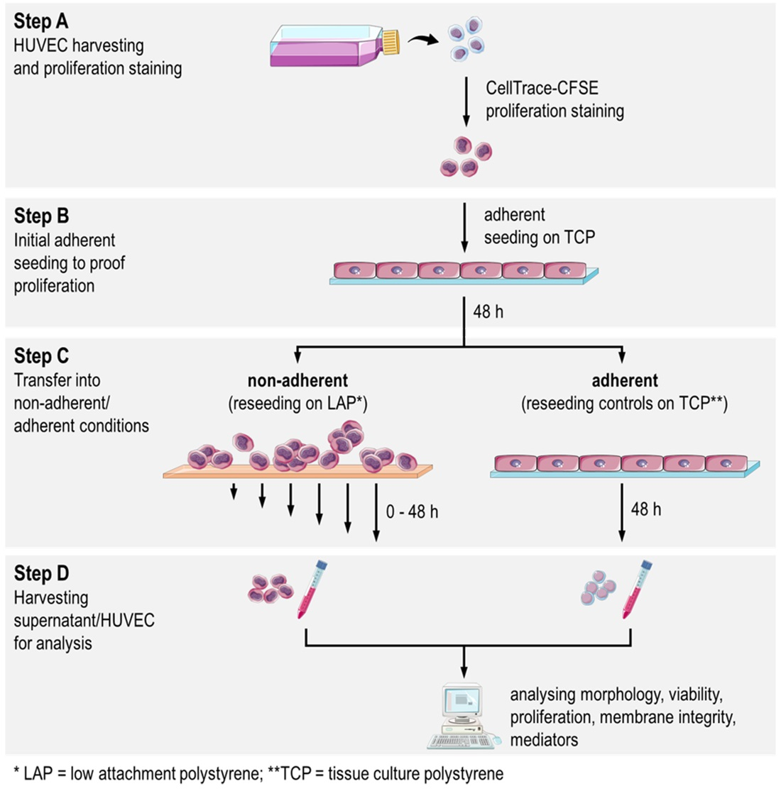 IJMS | Free Full-Text | Potential Effects of Nonadherent on Adherent ...