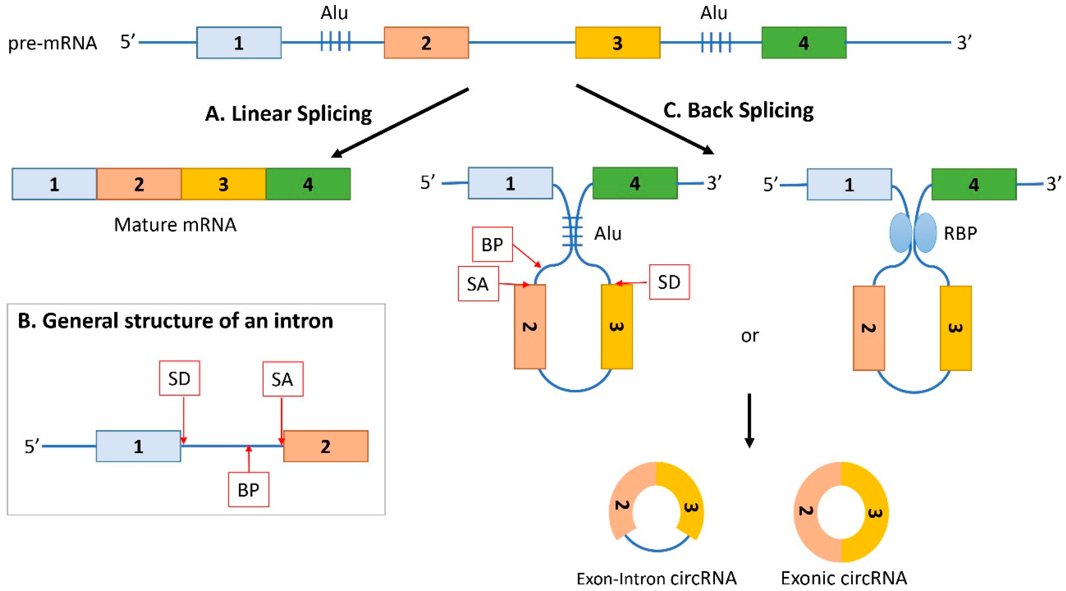 Ijms Free Full Text Circular Rnas As Novel Regulators Of β Cell
