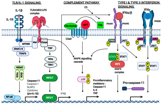 Regulation, Activation and Function of Caspase-11 during Health and Disease