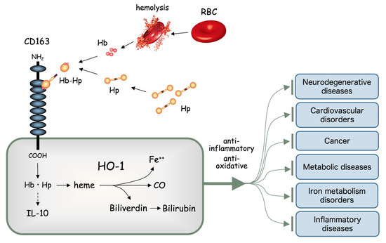 Heme Oxygenase-1 Deficiency and Oxidative Stress: A Review of 9 ...