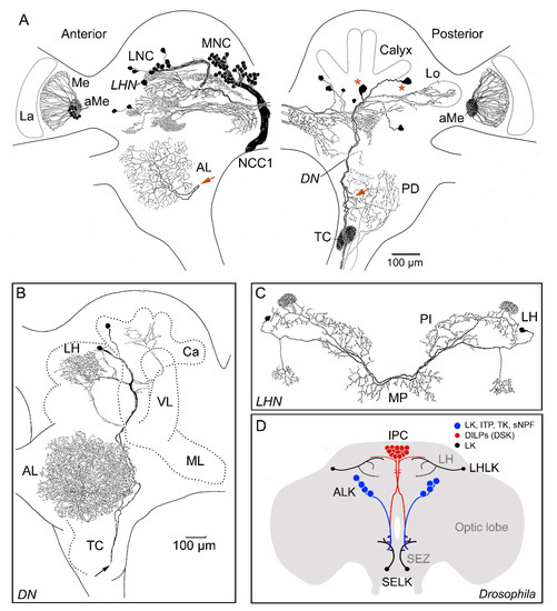 Leucokinins: Multifunctional Neuropeptides and Hormones in Insects and ...