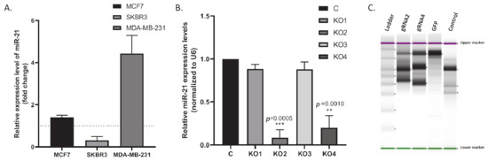 MiR-21 Is Required for the Epithelial–Mesenchymal Transition in MDA-MB ...