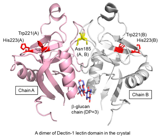 3D Structural Insights into β-Glucans and Their Binding Proteins