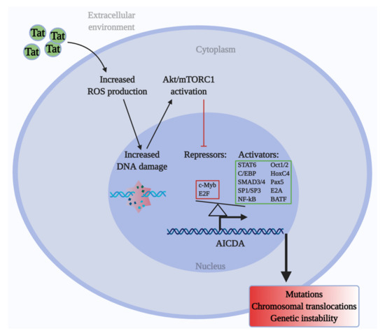 HIV-1 Tat Activates Akt/mTORC1 Pathway and AICDA Expression by ...