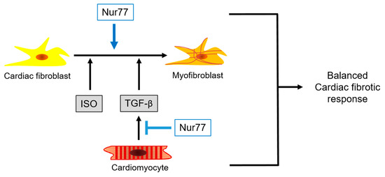 Nuclear Receptor Nur77 Controls Cardiac Fibrosis through Distinct ...