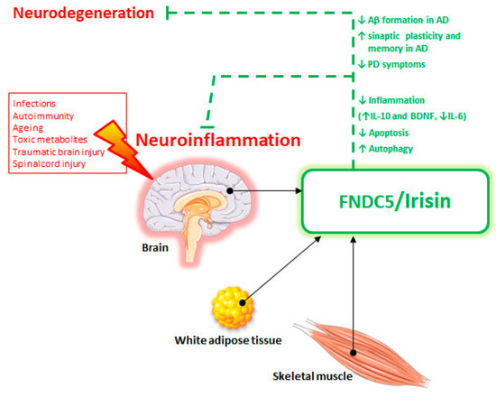 FNDC5/Irisin System in Neuroinflammation and Neurodegenerative Diseases: Update and Novel ...