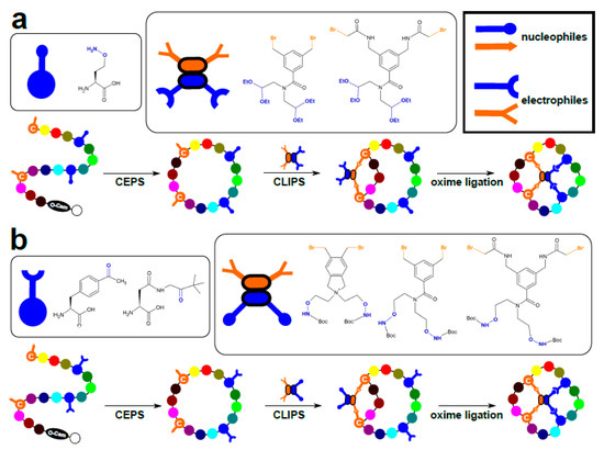 Small and Simple, yet Sturdy: Conformationally Constrained Peptides ...