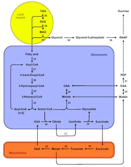 IJMS | Free Full-Text | Molecular Control of Oil Metabolism in the ...