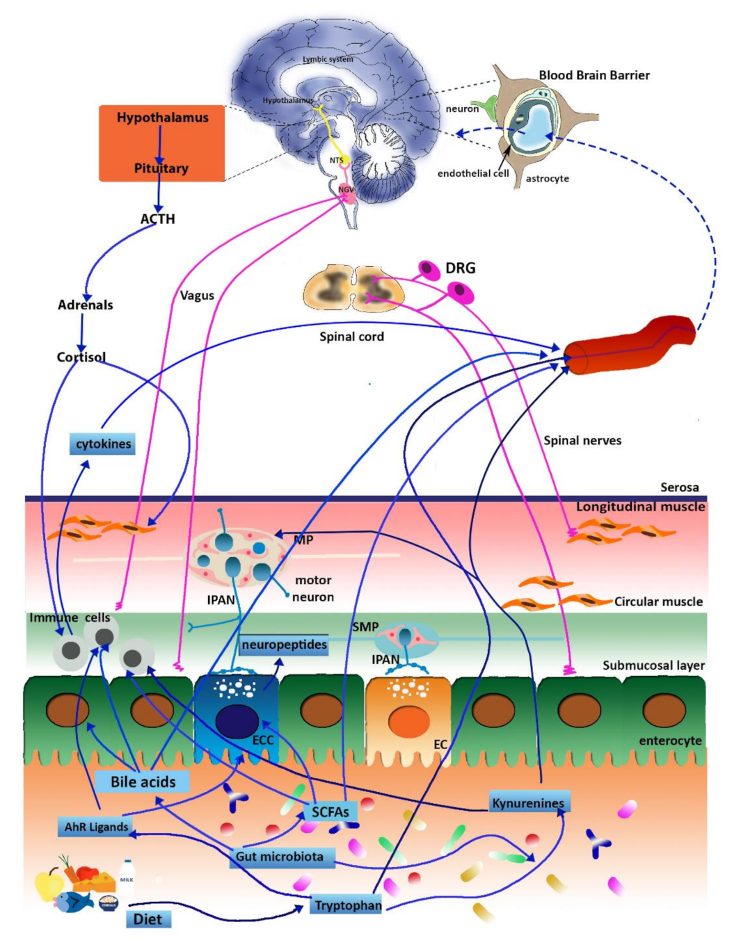 Ijms Free Full Text Impact Of Microbial Metabolites On Microbiota