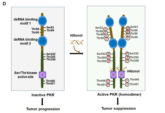 Hiltonol Cocktail Kills Lung Cancer Cells by Activating Cancer ...