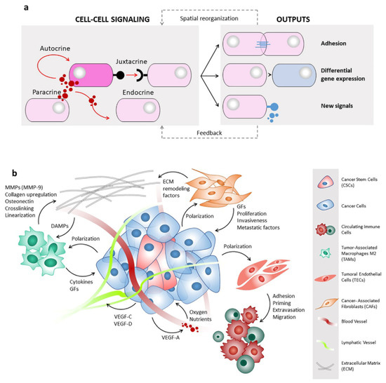 Multicellular 3D Models to Study Tumour-Stroma Interactions