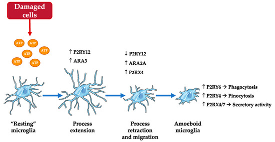 Microglia and Neuroinflammation: What Place for P2RY12?