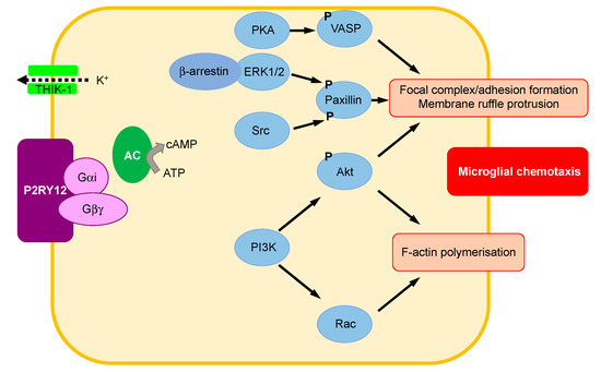 Microglia and Neuroinflammation: What Place for P2RY12?