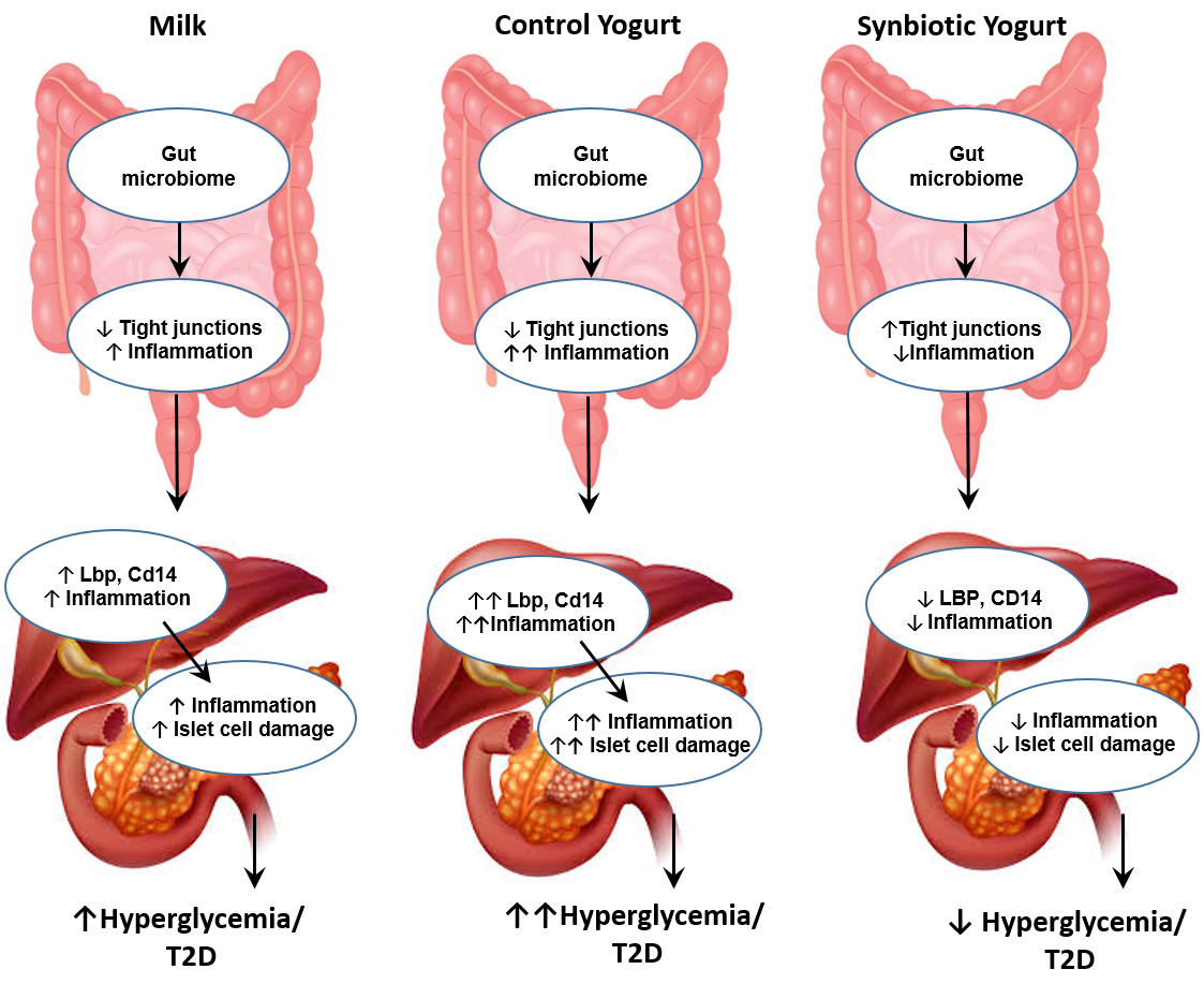 IJMS | Free Full-Text | A Newly Developed Synbiotic Yogurt Prevents ...