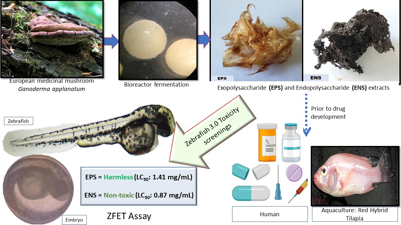 Fish Embryo Vs Human Embryo