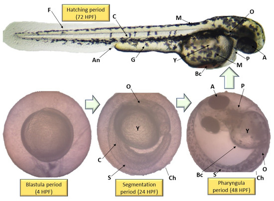 Zebrafish Embryo Anatomy