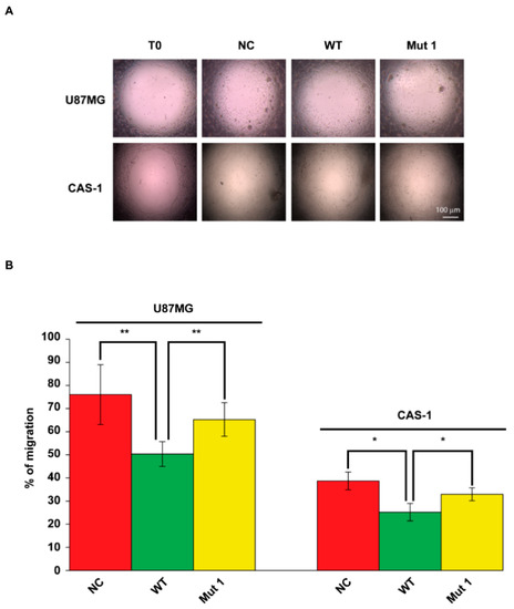 The GAUGAA Motif Is Responsible for the Binding between circSMARCA5 and ...