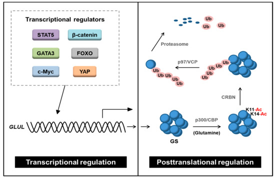 Glutamine Synthetase as a Therapeutic Target for Cancer Treatment