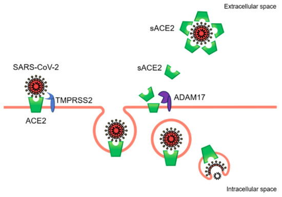 ERAP1 and ERAP2 Enzymes: A Protective Shield for RAS against COVID-19?