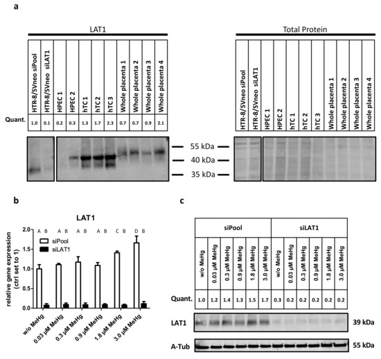 Amino Acid Transporter LAT1 (SLC7A5) Mediates MeHg-Induced Oxidative ...