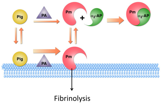 Plasminogen Receptors and Fibrinolysis