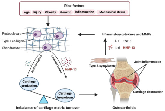 Overview of MMP-13 as a Promising Target for the Treatment of ...