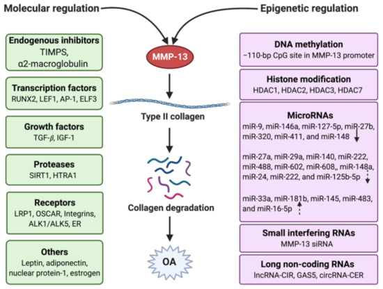 Overview of MMP-13 as a Promising Target for the Treatment of ...