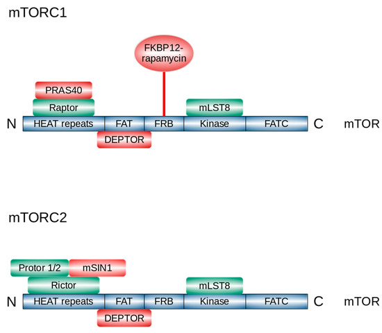 The Role of mTOR Signaling as a Therapeutic Target in Cancer