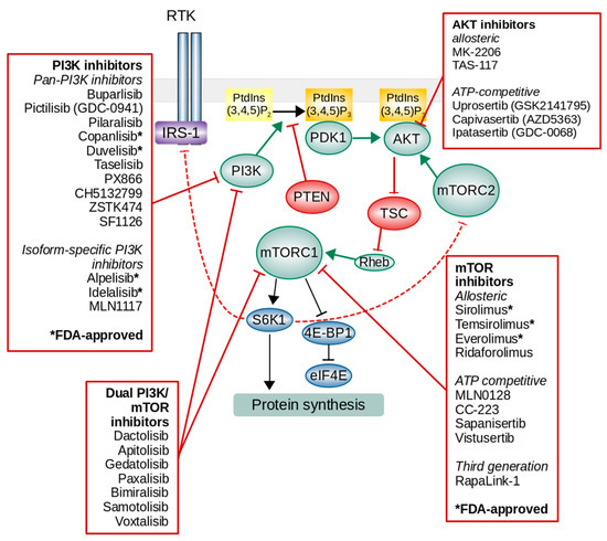 The Role of mTOR Signaling as a Therapeutic Target in Cancer